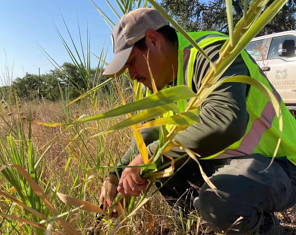 Invasive Vegetation Management Services | Maas Verde Landscape Restoration